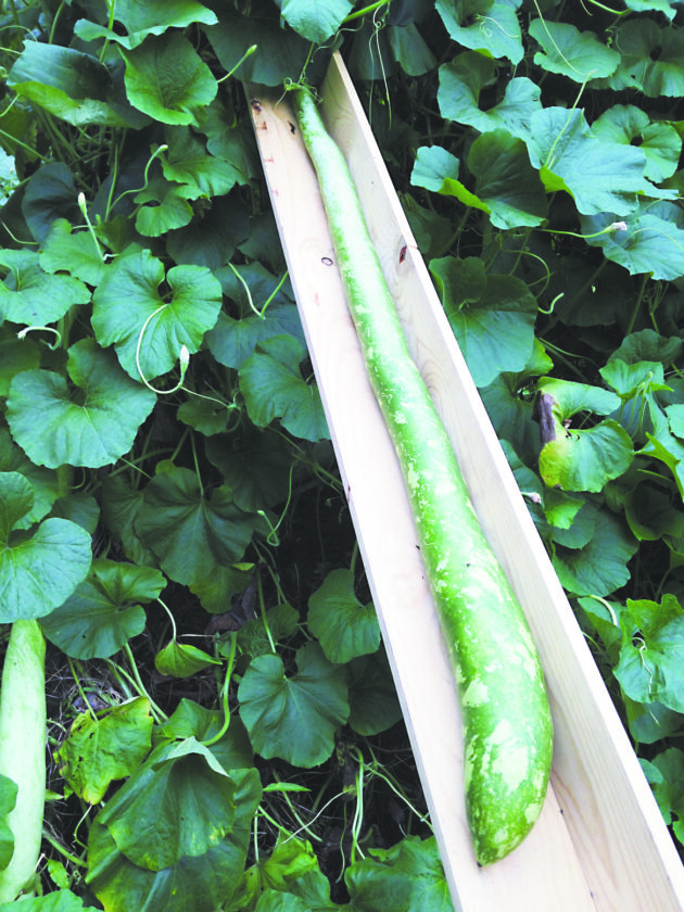 Stretch harvest with long gourds | News, Sports, Jobs - The Vindicator